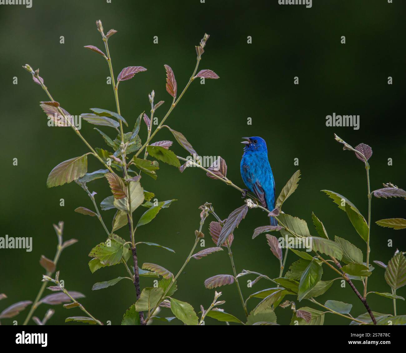 An indigo bunting perches among spring leaves and branches, its vibrant ...
