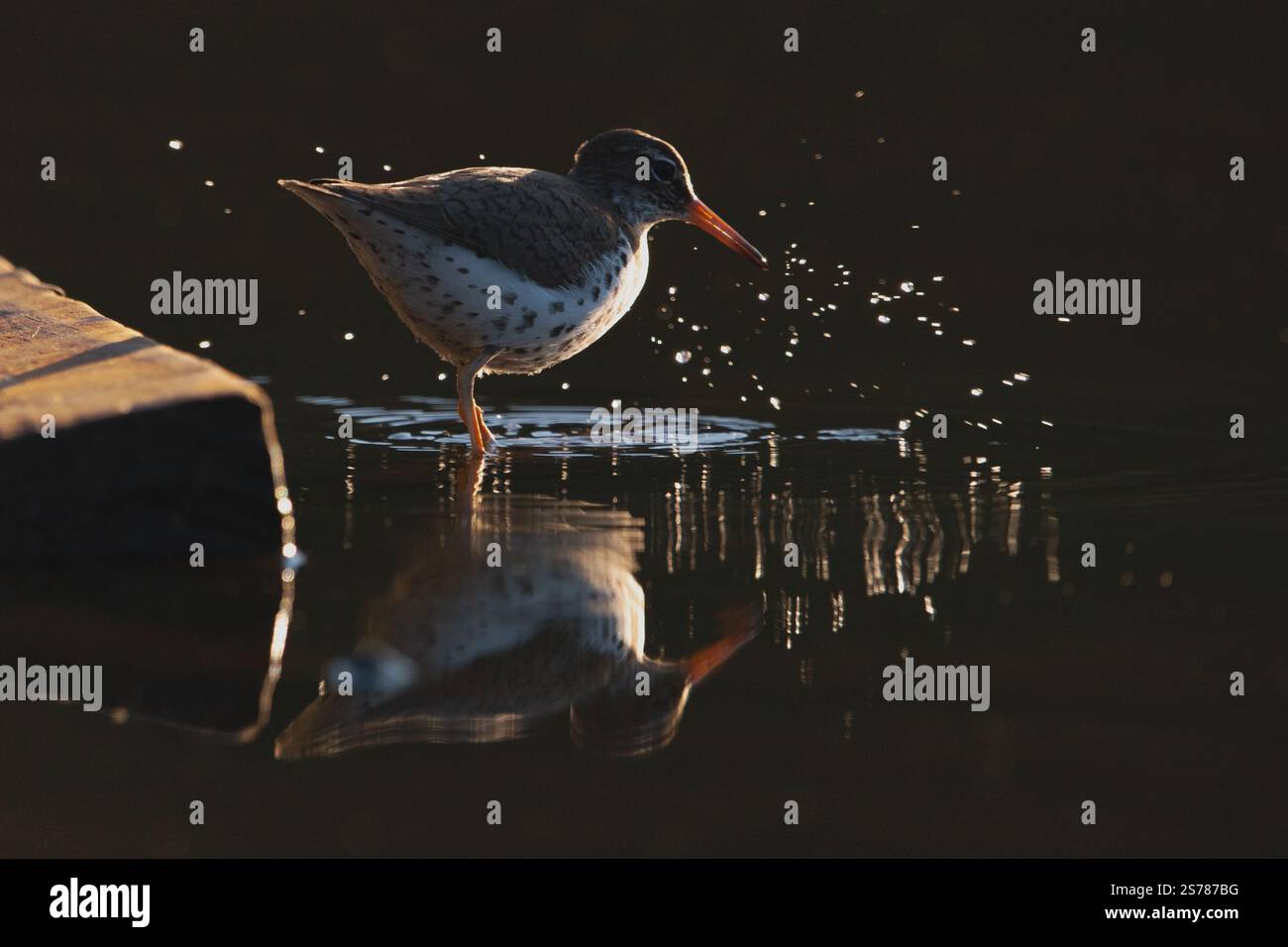 A spotted sandpiper splashes in the water, its backlit form creating a ...