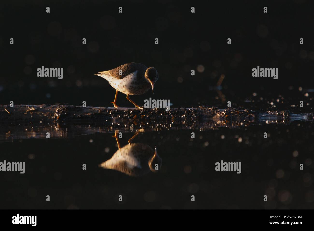 A spotted sandpiper stands on a sandbar at dawn, its backlit silhouette ...