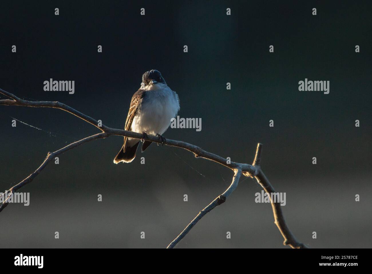 A tree swallow perches in the dark morning light, its backlit feathers ...