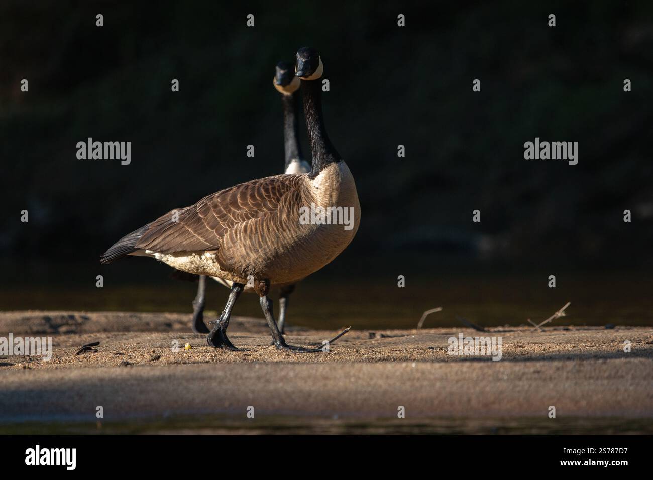 Two curious geese stand together in golden hour light, their forms ...