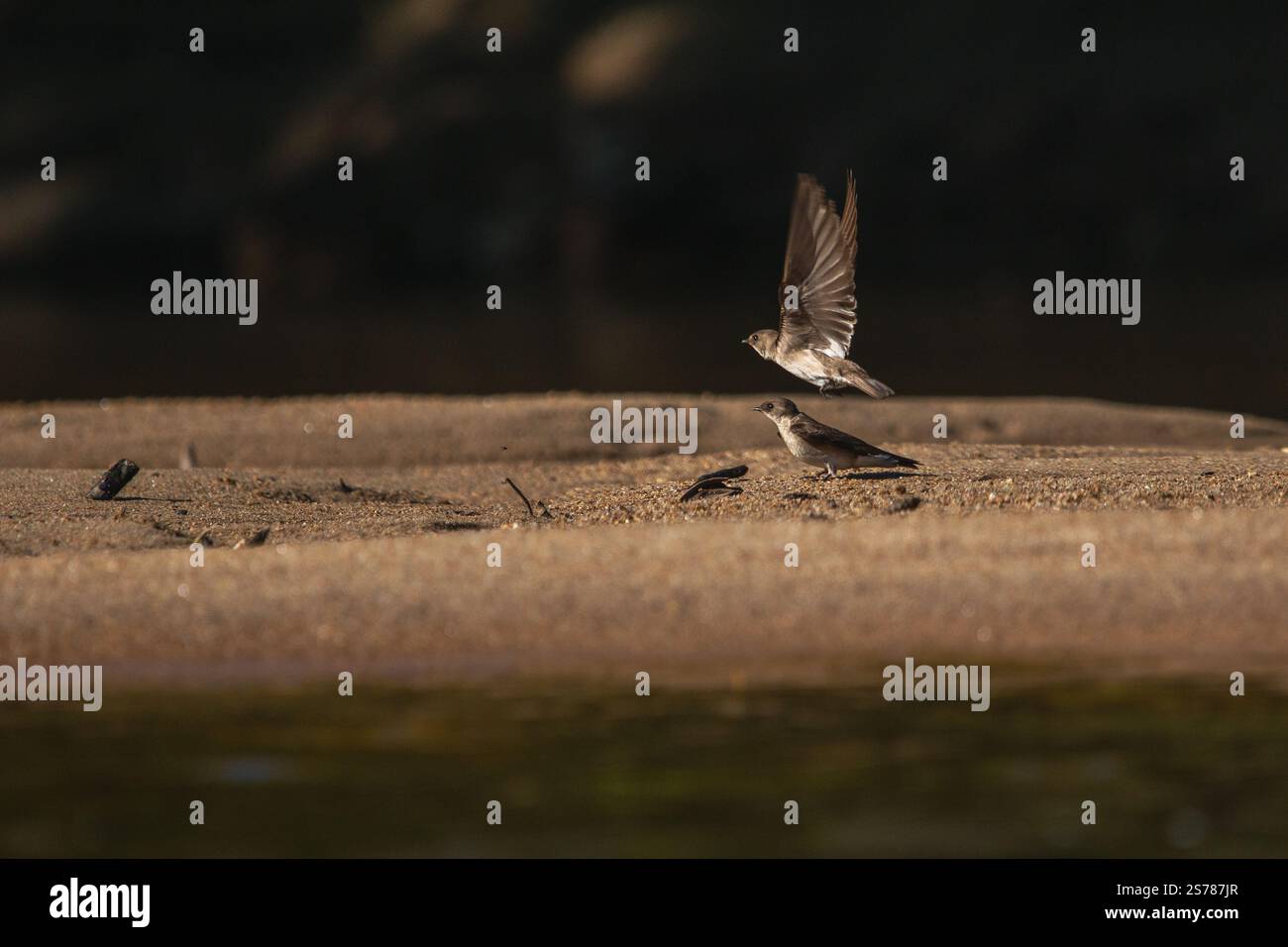 A northern rough-winged swallow perches on the ground while another ...