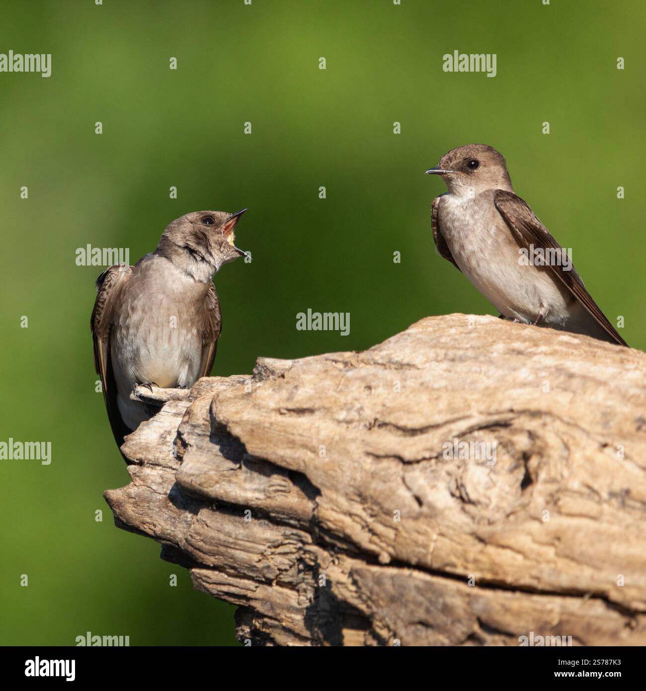 Rough winged swallows hi-res stock photography and images - Alamy