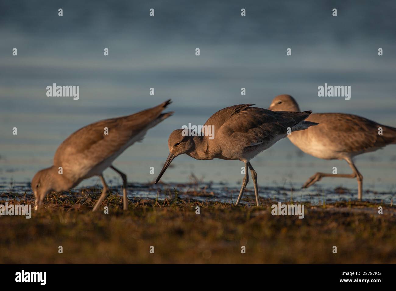 Three common sandpipers explore the marsh in the soft morning light ...