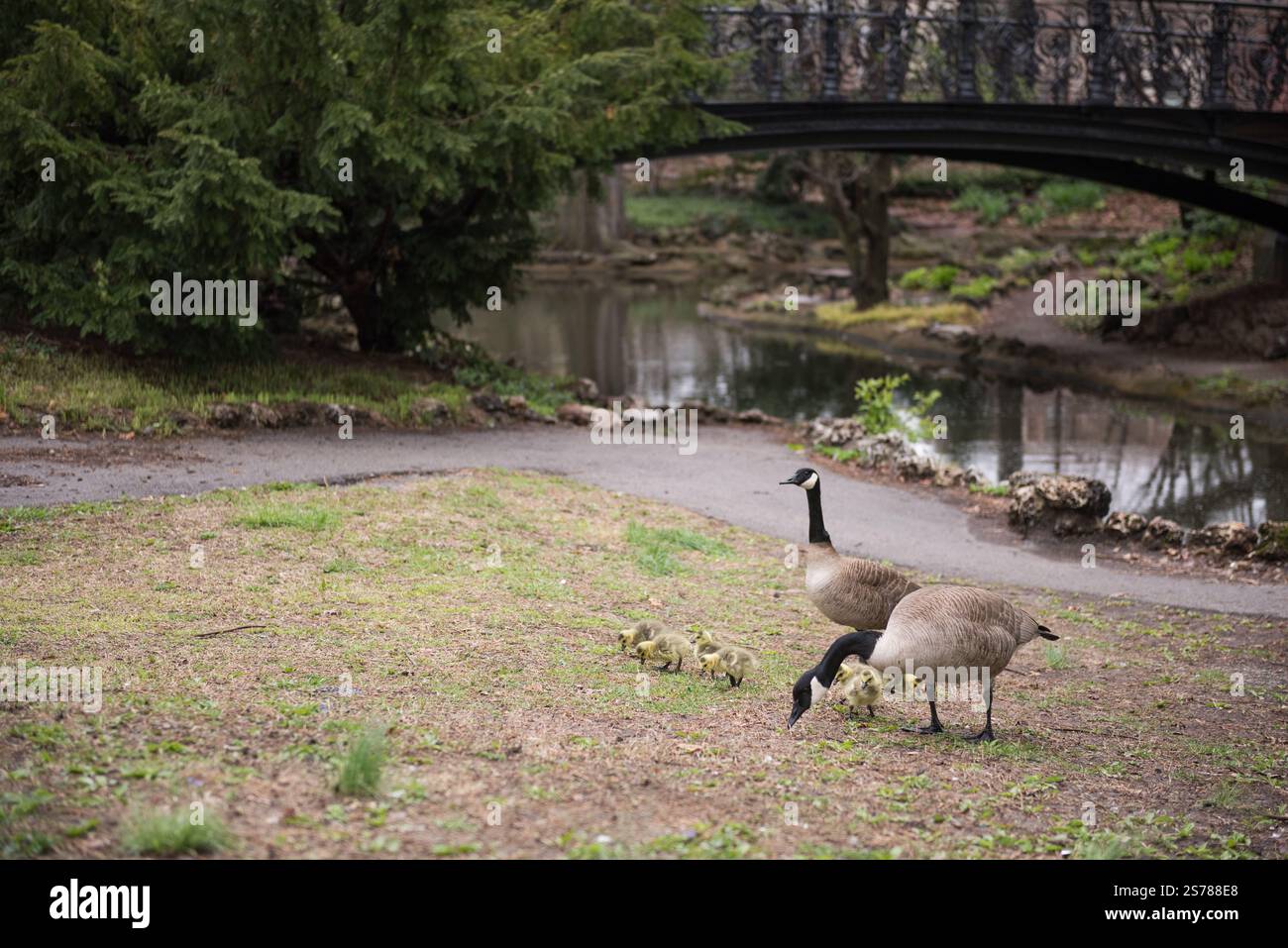 Family of geese with goslings on a Spring day in front of Grotto Bridge ...