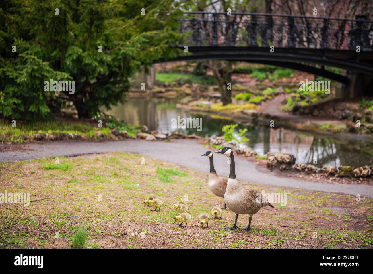 Family of geese with goslings on a Spring day in front of Grotto Bridge ...