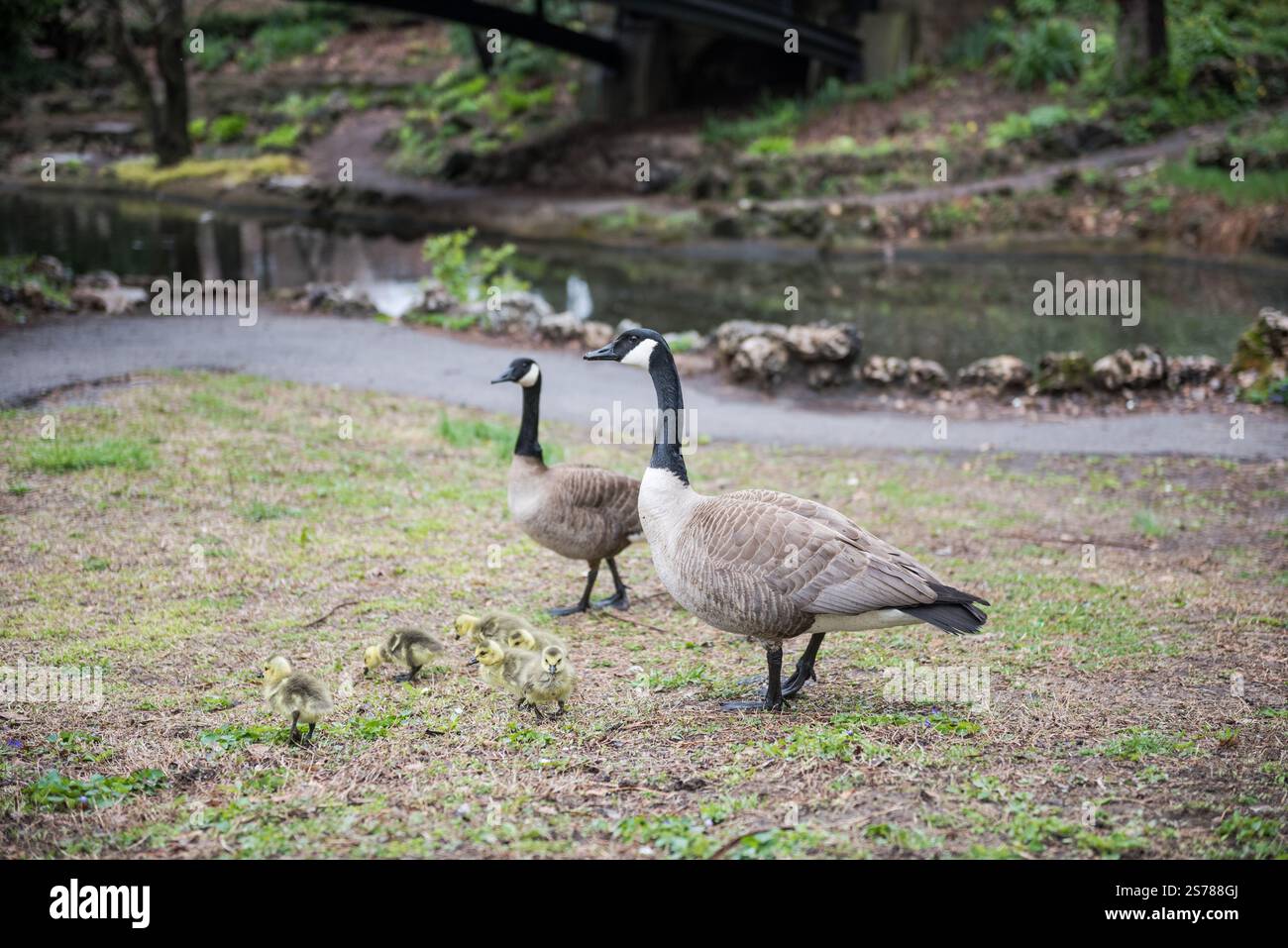 Family of geese with goslings on a Spring day in front of Grotto Bridge ...