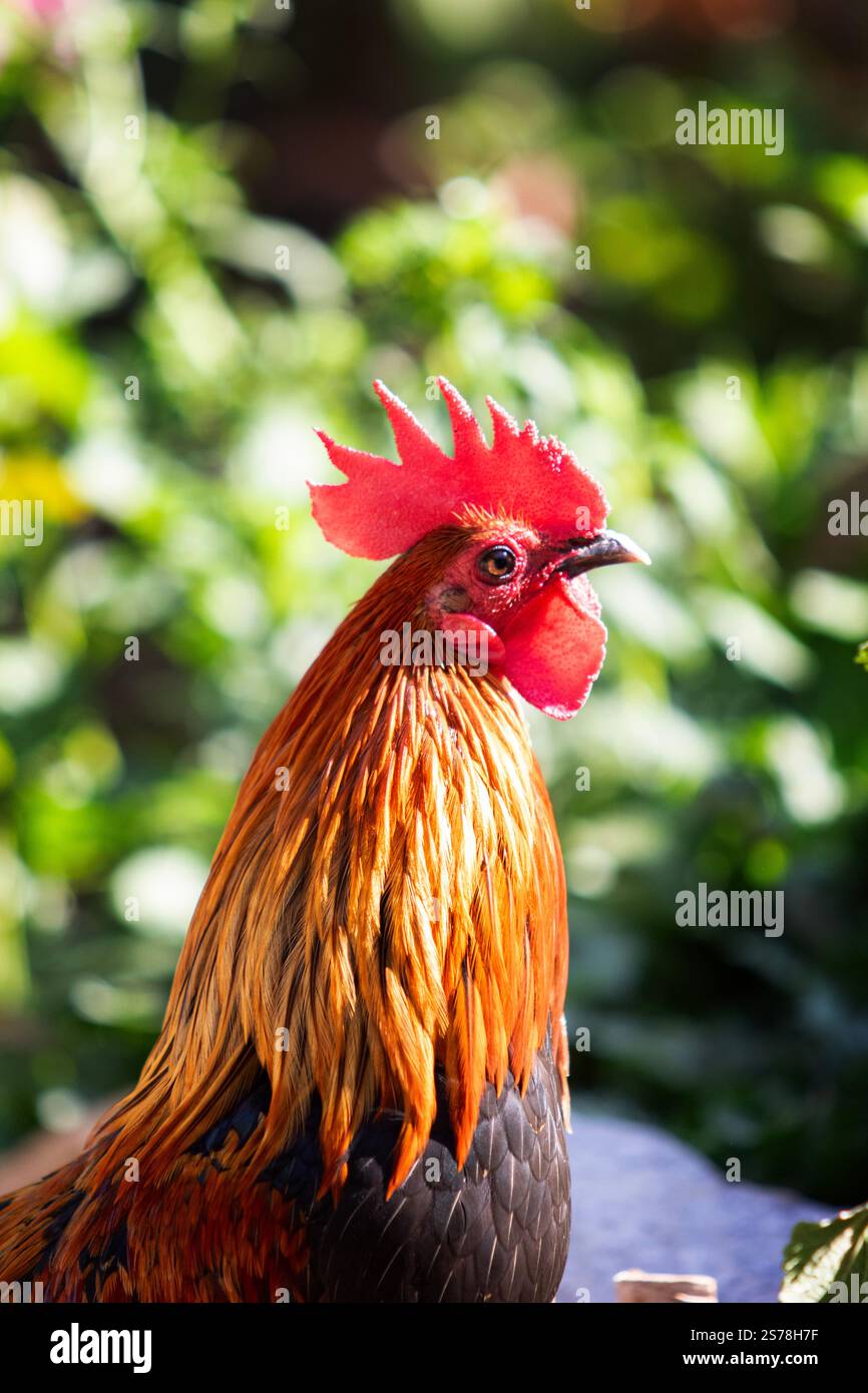 headshot of hybrid jungle fowl and domestic thai chicken standing on ...