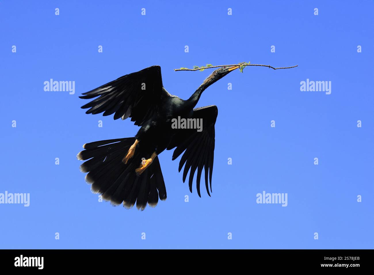 American Darter (Anhinga anhinga), American Darter, adult, male, flying ...
