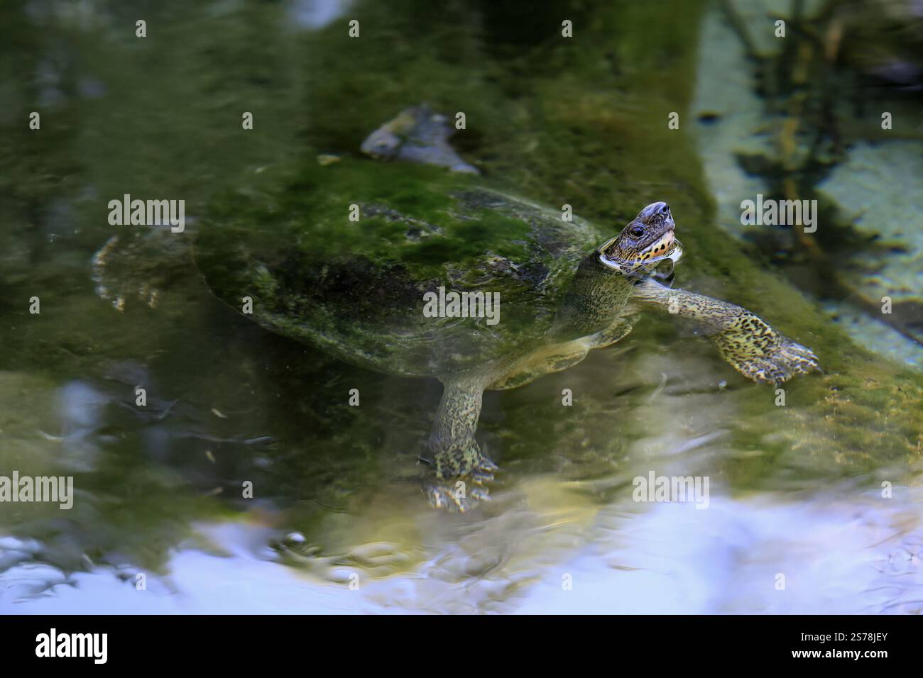 Tabasco tortoise (Dermatemys mawii), adult, in water, swimming, Central ...