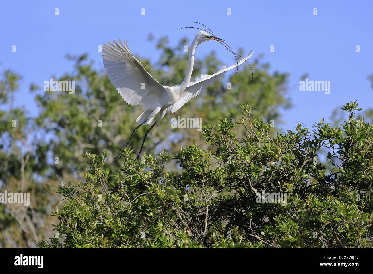 Great Egret (Ardea alba), adult, flying, with nesting material, St ...