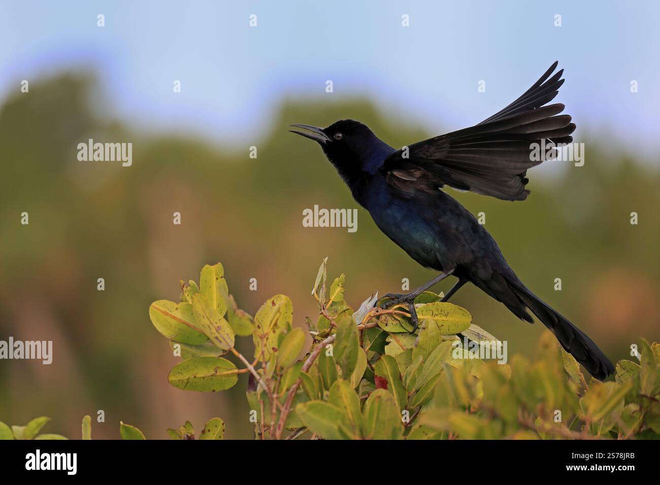 Boat-tailed grackle (Quiscalus major), adult, male, courtship display ...