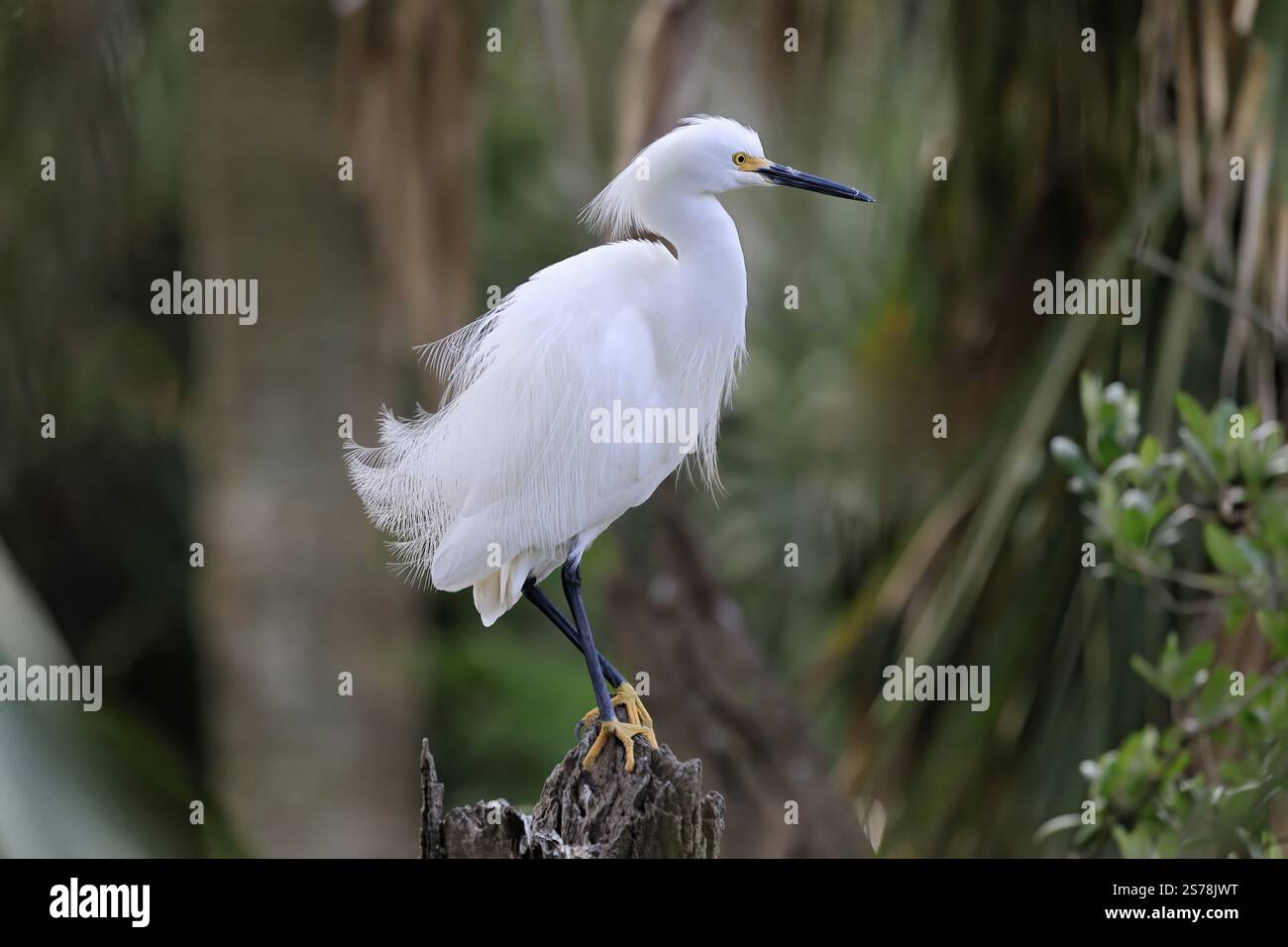 Great Egret (Egretta thula), adult, in breeding plumage, during ...