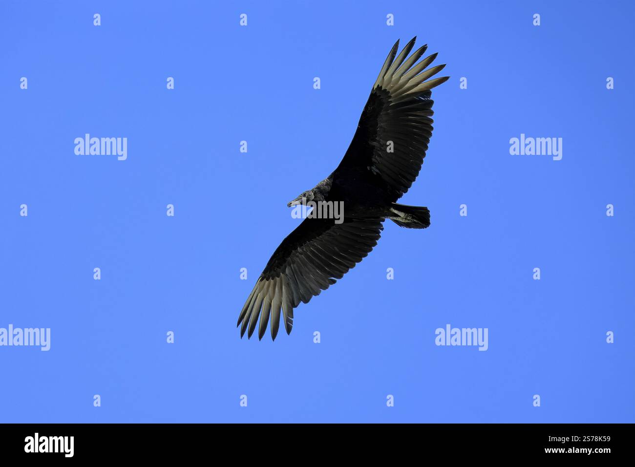 Raven Vulture (Coragyps atratus), adult, flying, flight, Orland ...