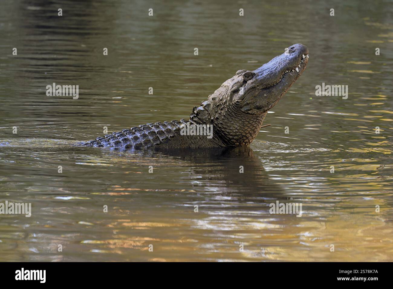 Mississippi Alligator (Alligator mississippiensis), pike alligator ...