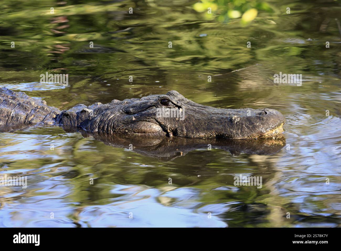 Mississippi Alligator (Alligator mississippiensis), pike alligator ...