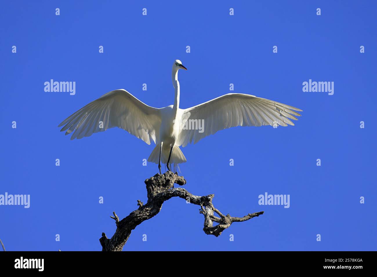 Great Egret (Ardea alba), adult, perch, wings spread, St. Augustine ...