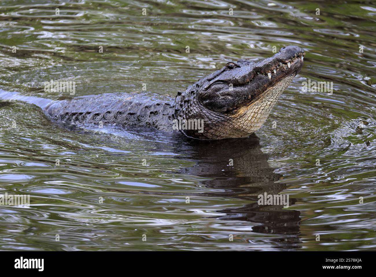 Mississippi Alligator (Alligator mississippiensis), pike alligator ...
