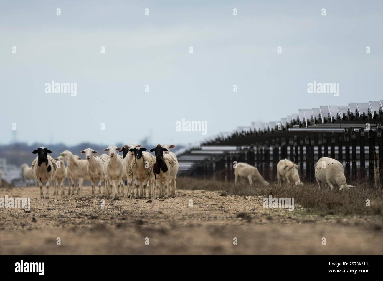 Sheep graze on a solar farm owned by SB Energy on Tuesday, Dec. 17 ...