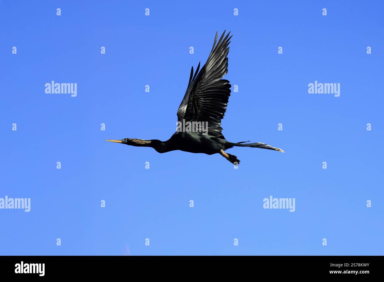 American Darter (Anhinga anhinga), American Darter, adult, male, flying ...