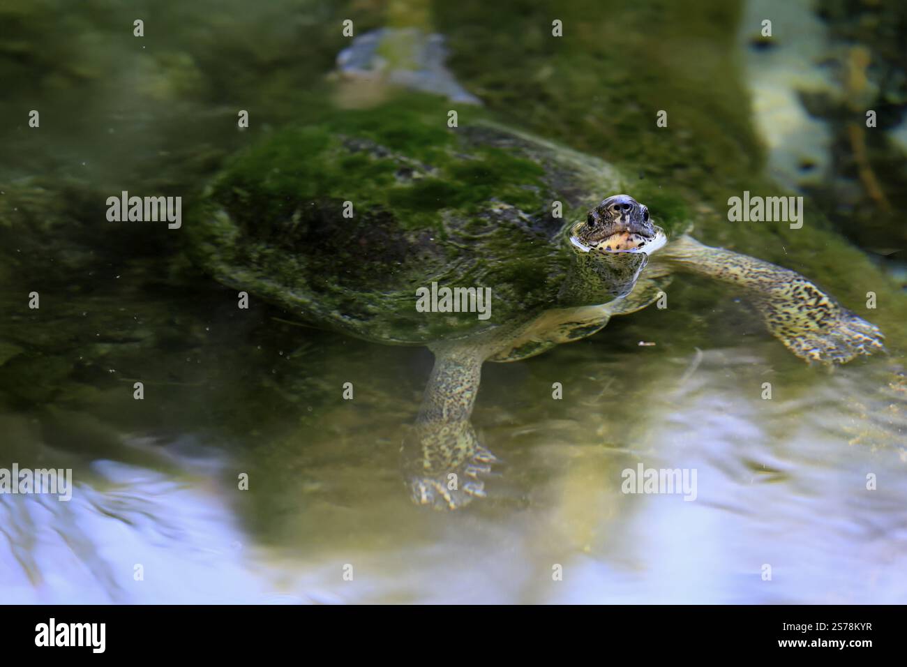 Tabasco tortoise (Dermatemys mawii), adult, in water, swimming, Central ...