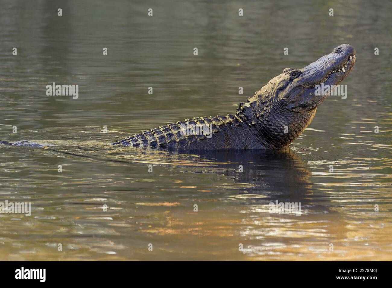 Mississippi Alligator (Alligator mississippiensis), pike alligator ...