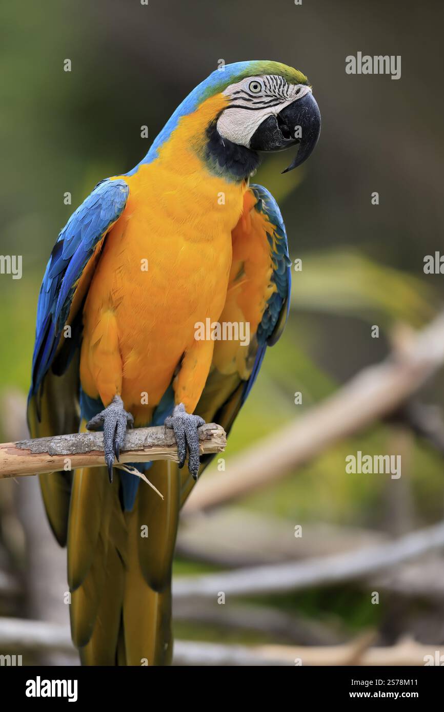 Yellow-breasted Macaw (Ara ararauna), adult, on wait, South America ...