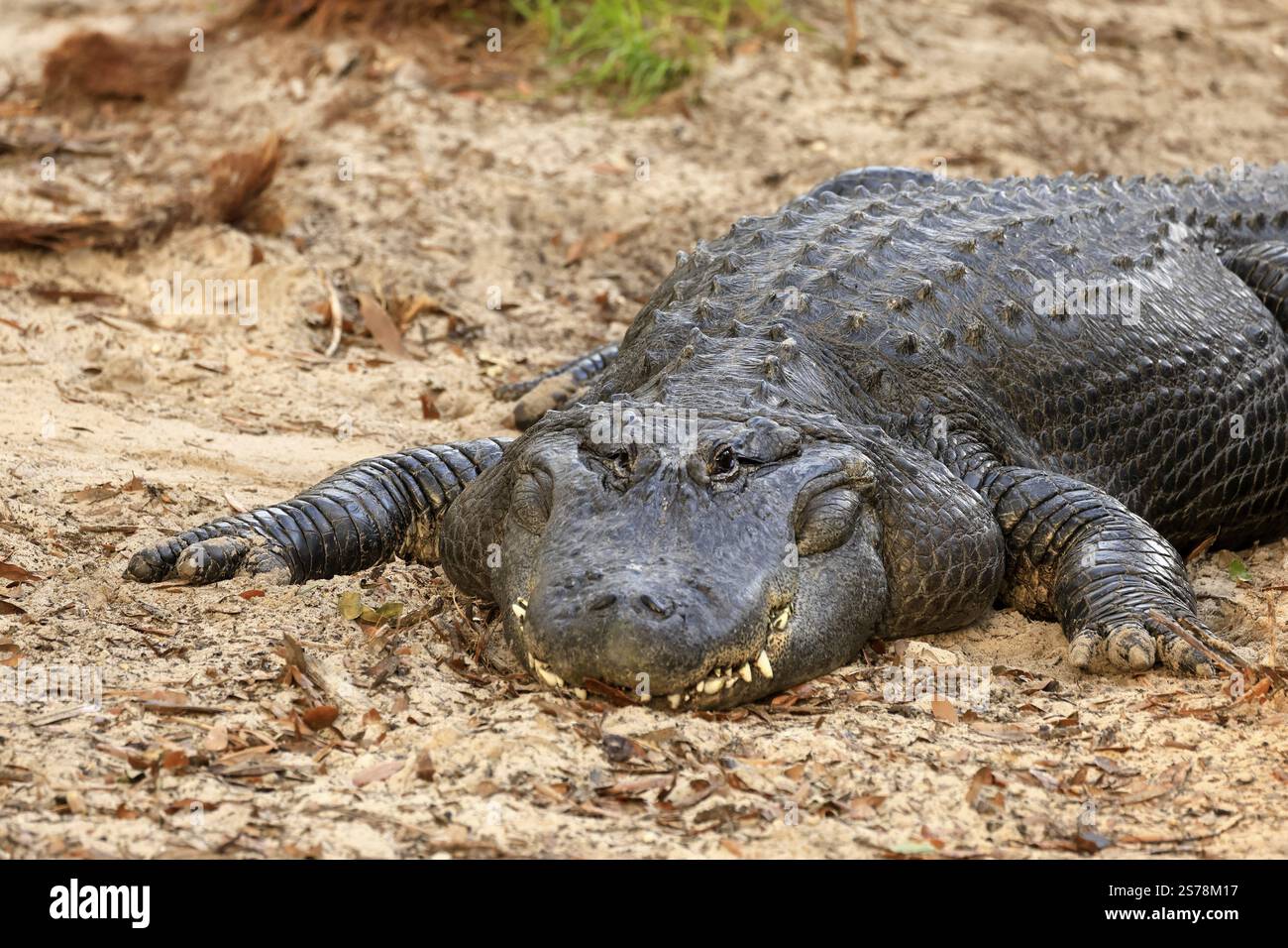 Mississippi Alligator (Alligator mississippiensis), pike alligator ...