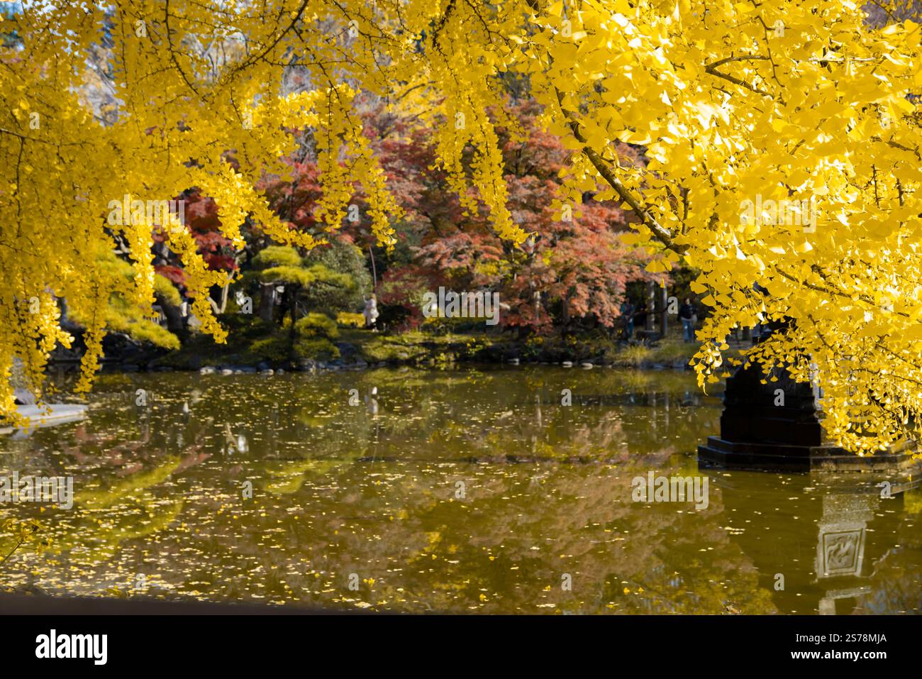 A yellow gingko tree near the pond at Hibiya park in Tokyo Stock Photo - Alamy