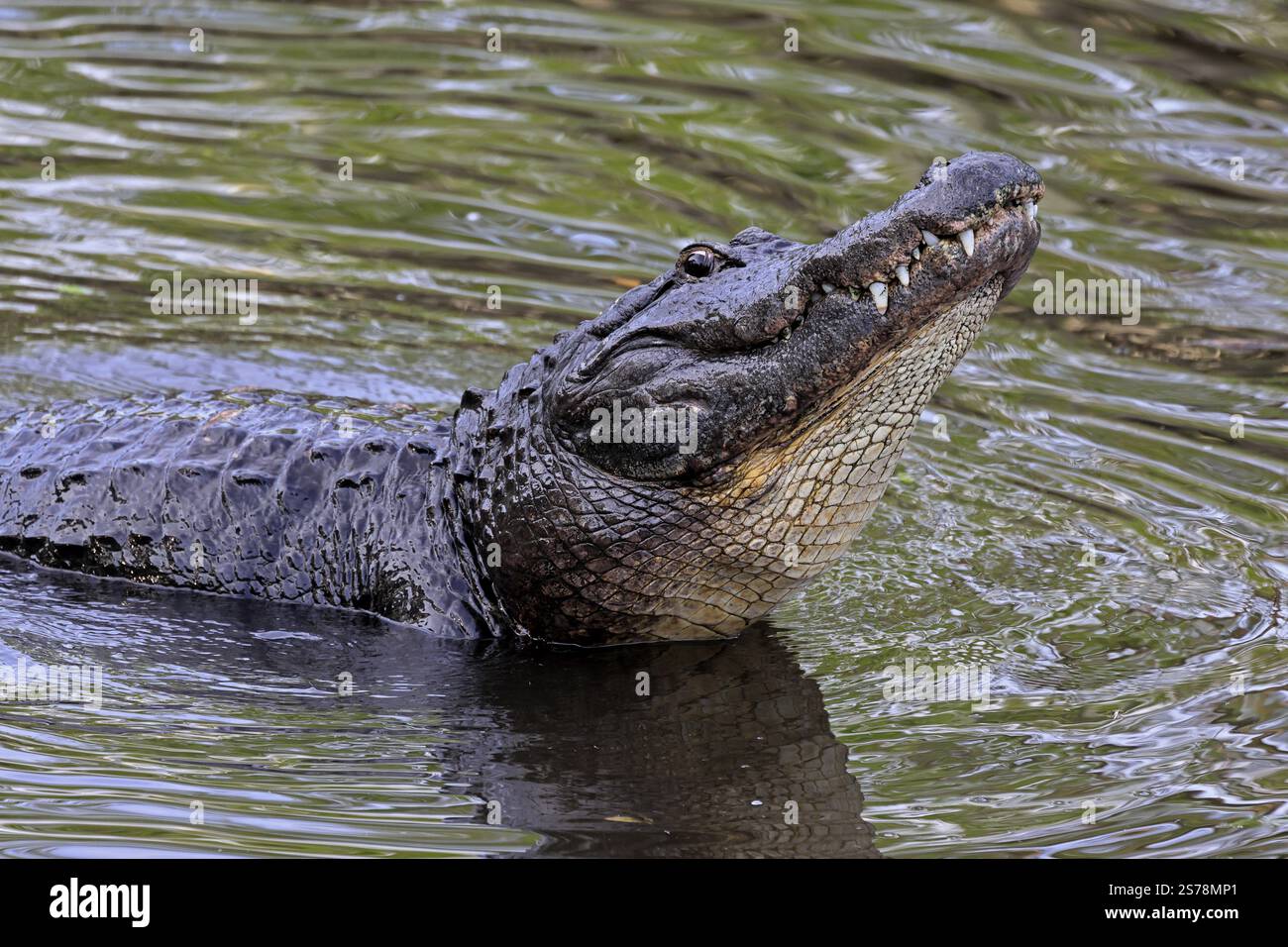 Mississippi Alligator (Alligator mississippiensis), pike alligator ...
