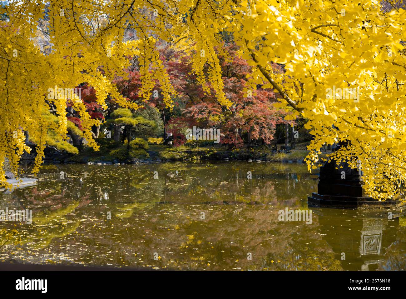 A yellow gingko tree near the pond at Hibiya park in Tokyo Stock Photo - Alamy