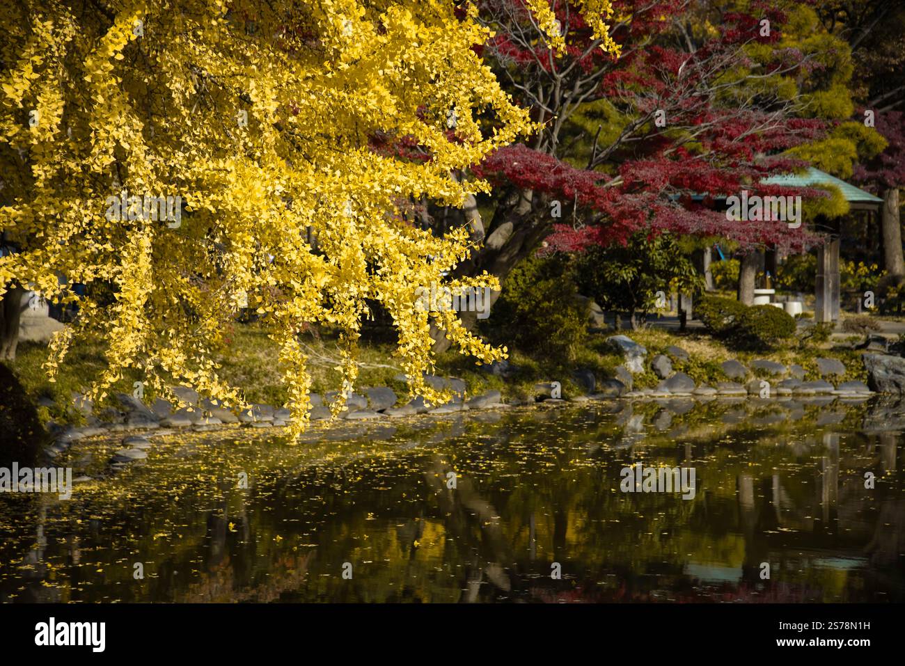 A yellow gingko tree near the pond at Hibiya park in Tokyo Stock Photo - Alamy