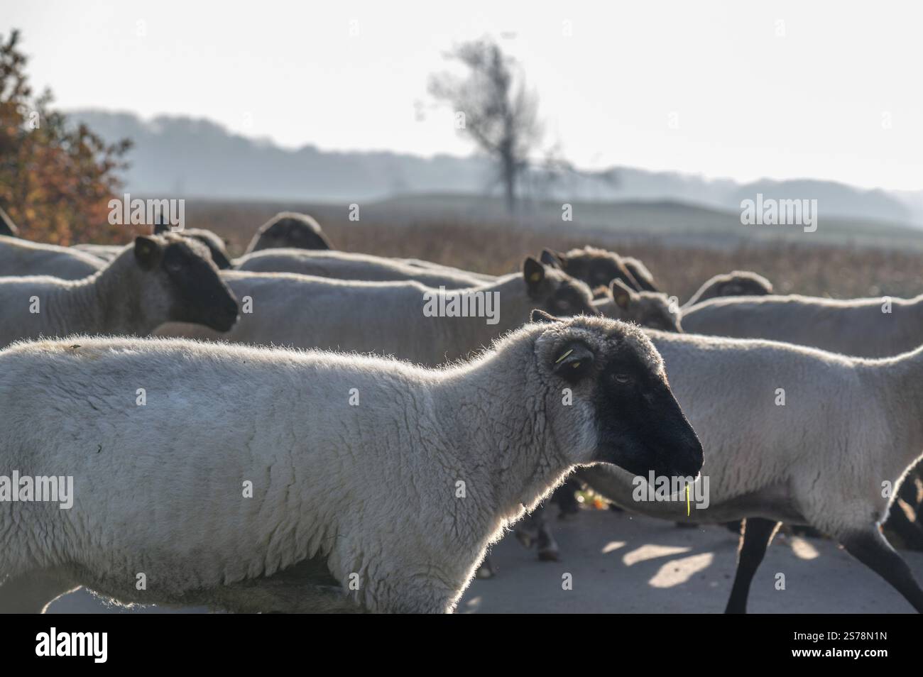 A flock of black-headed sheep (Ovis gmelini aries) move to another pasture, Mecklenburg ...