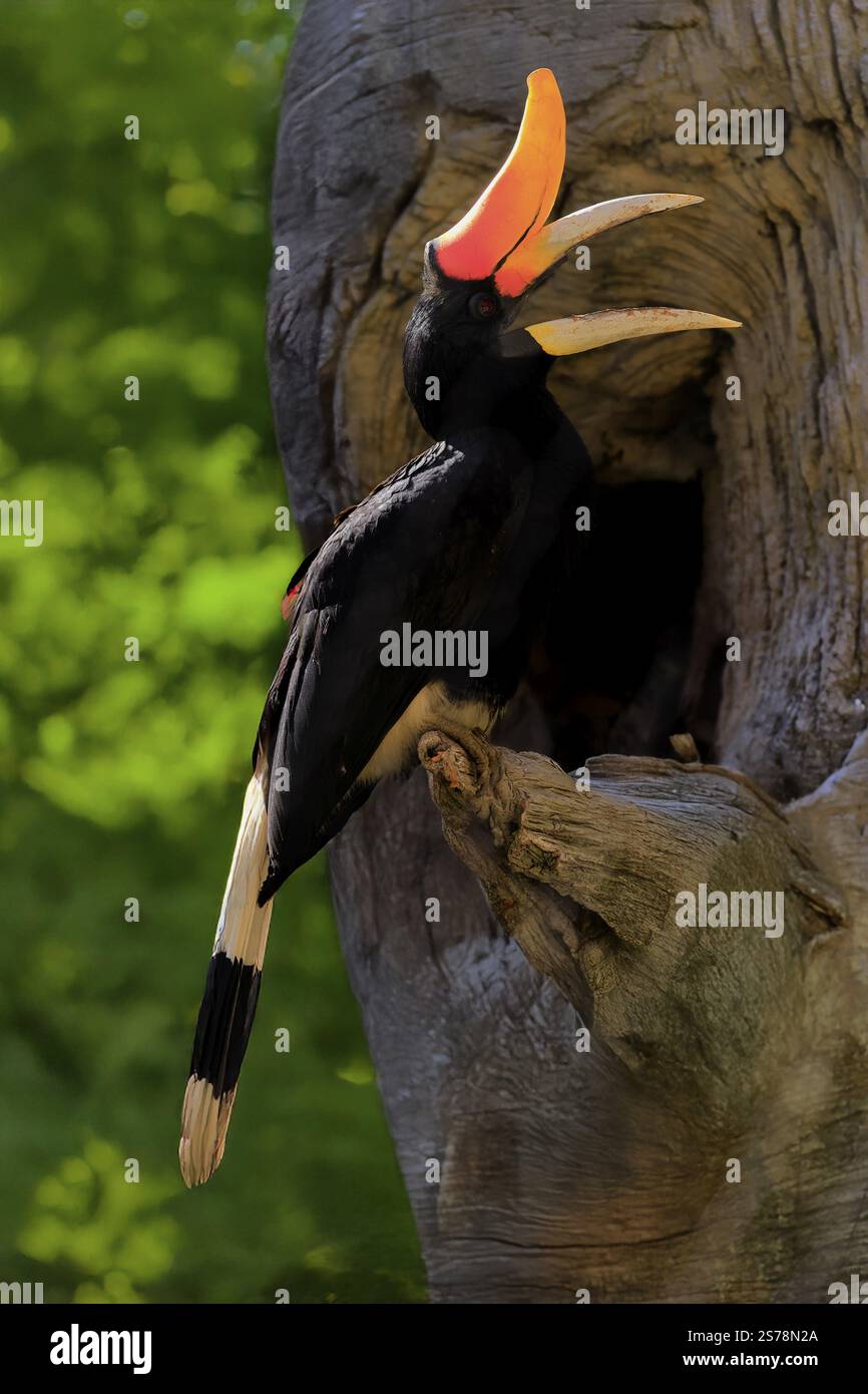 Rhinoceros bird (Buceros rhinoceros), adult, male, at breeding den ...