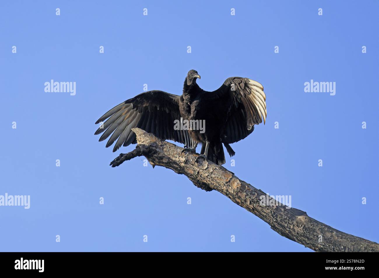 Raven Vulture (Coragyps atratus), adult, alert, on tree, perch ...