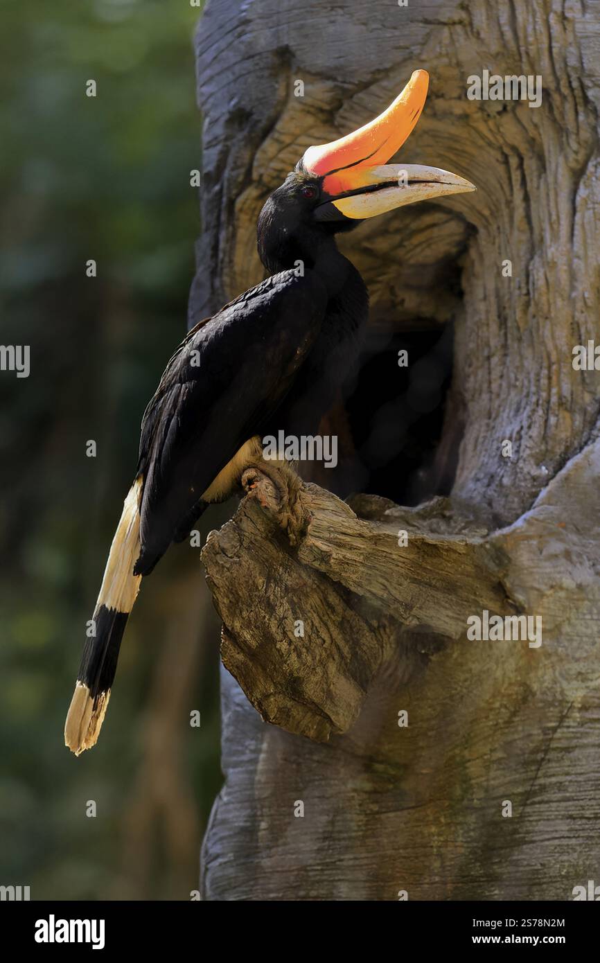 Rhinoceros bird (Buceros rhinoceros), adult, male, at breeding den ...