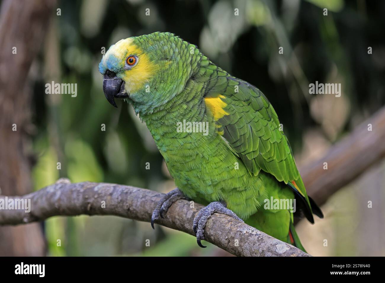 Yellow-headed Amazon (Amazona oratrix), adult, on wait, on tree ...