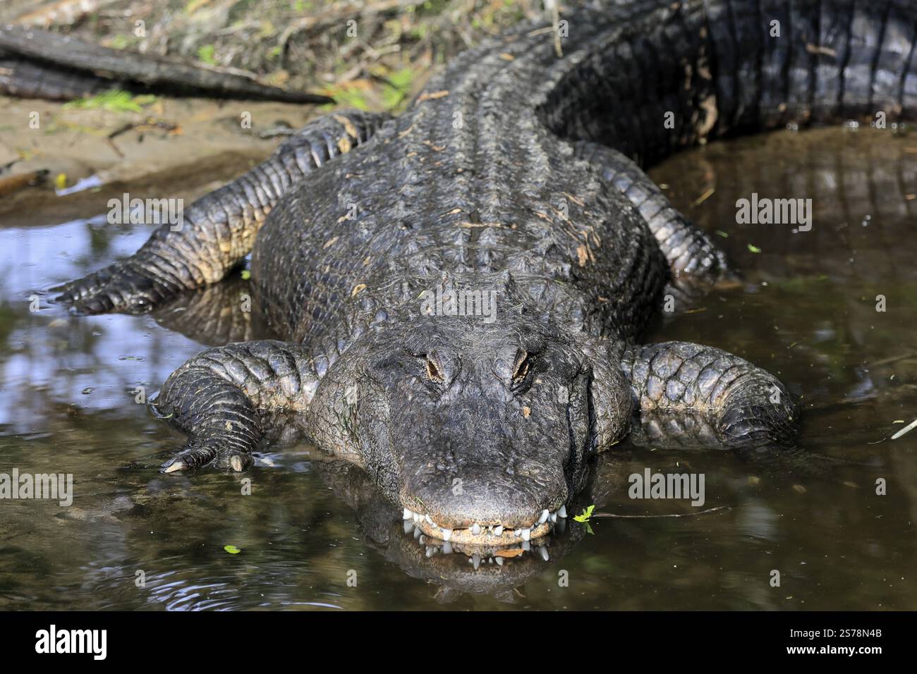 Mississippi Alligator (Alligator mississippiensis), pike alligator ...