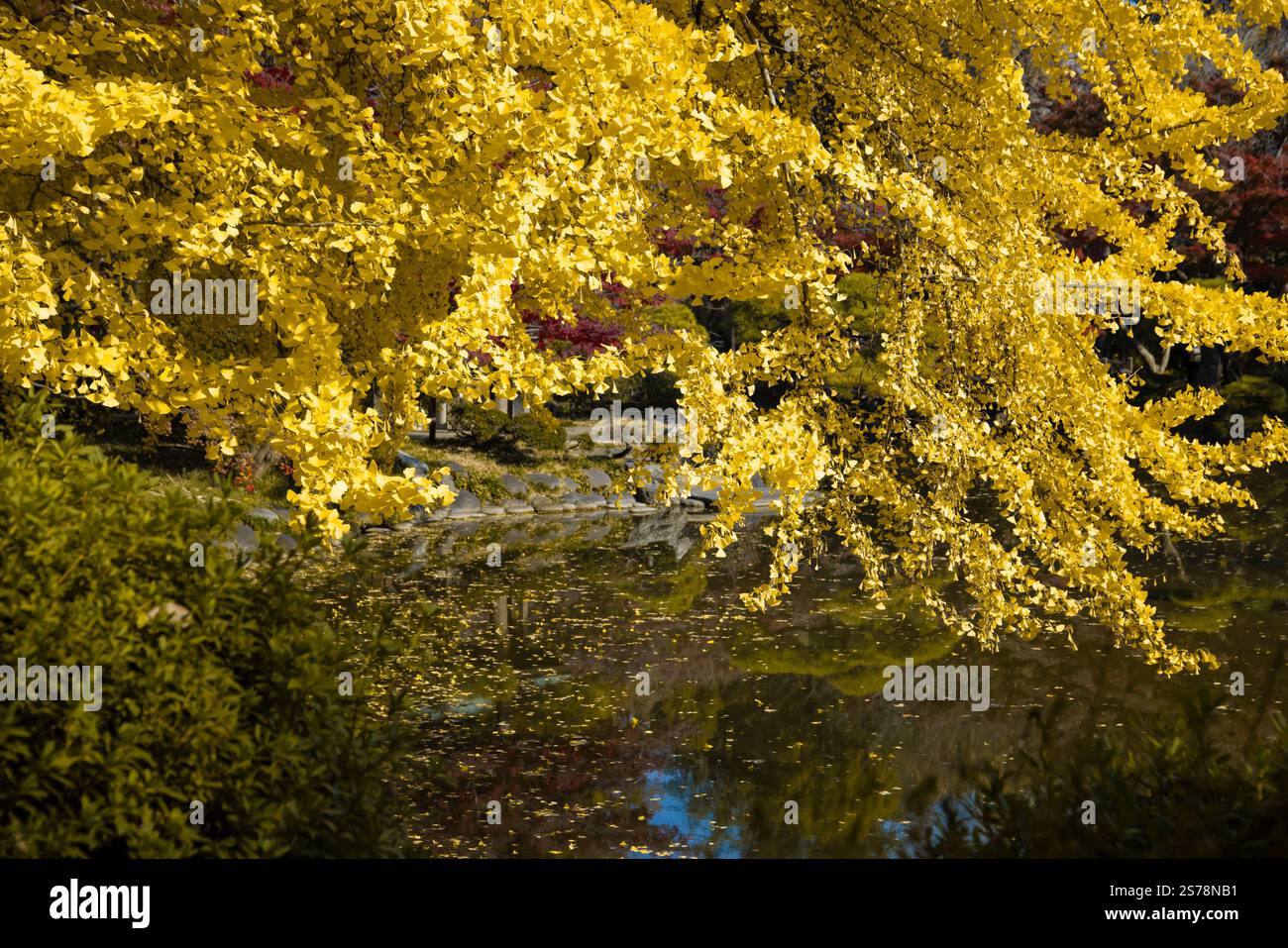 A yellow gingko tree near the pond at Hibiya park in Tokyo Stock Photo - Alamy