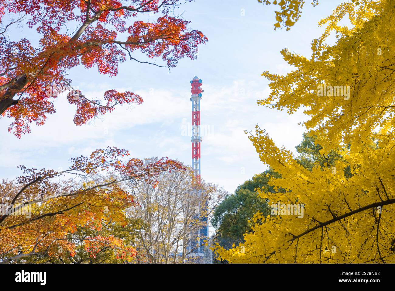 A yellow gingko tree and red maple tree with tower at Hibiya park in Tokyo Stock Photo - Alamy