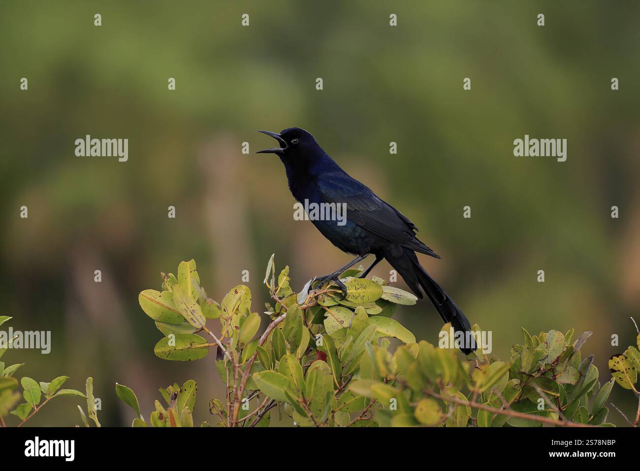 Boat-tailed grackle (Quiscalus major), adult, male, calling, singing ...