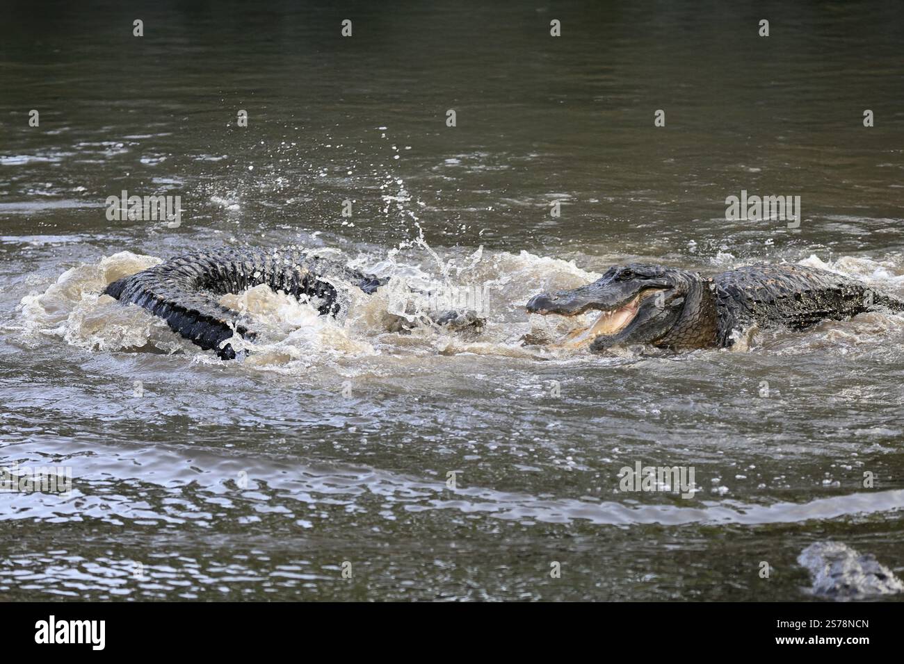 Alligator mississippiensis fighting hi-res stock photography and images ...