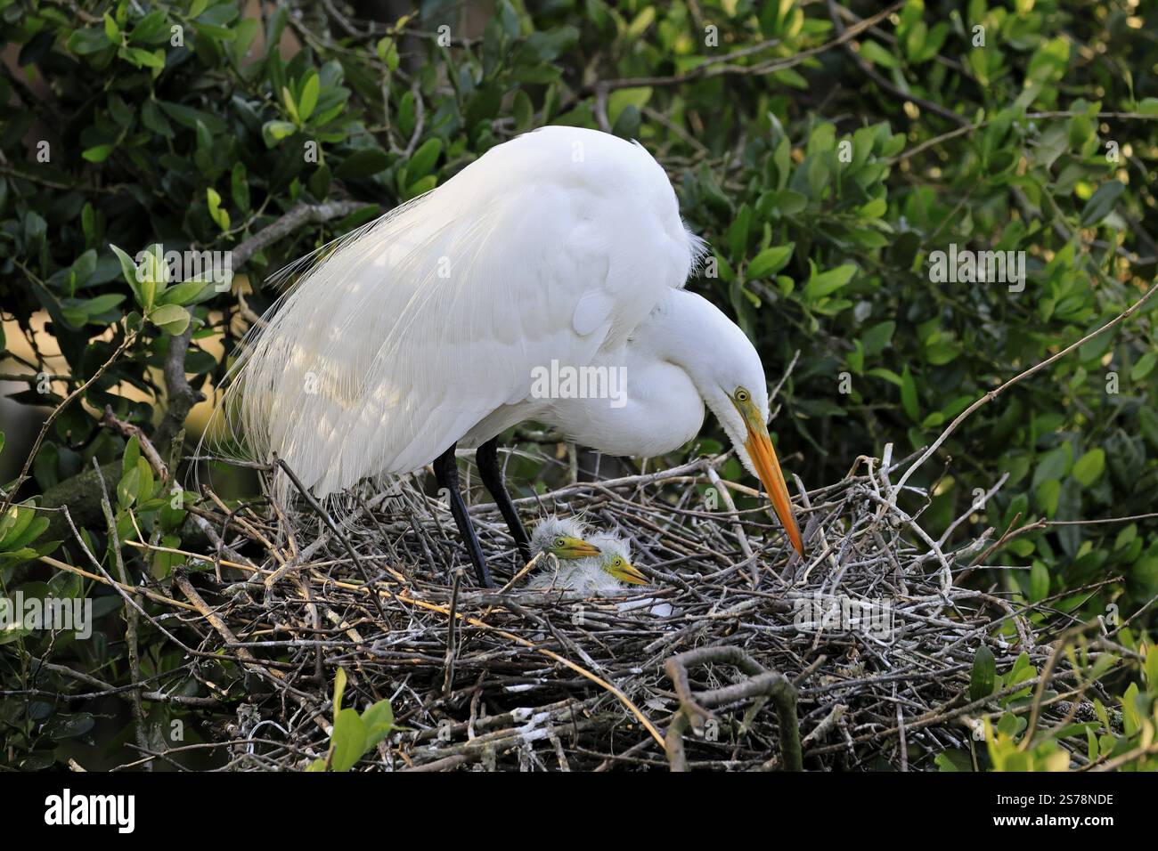 Great Egret (Ardea alba), adult, with young, nest, chicks, breeding ...