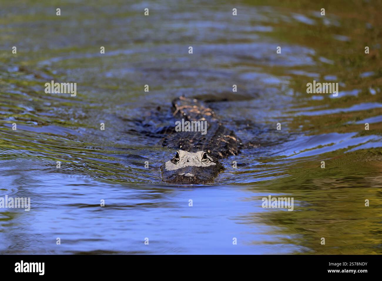 Mississippi Alligator (Alligator mississippiensis), pike alligator ...