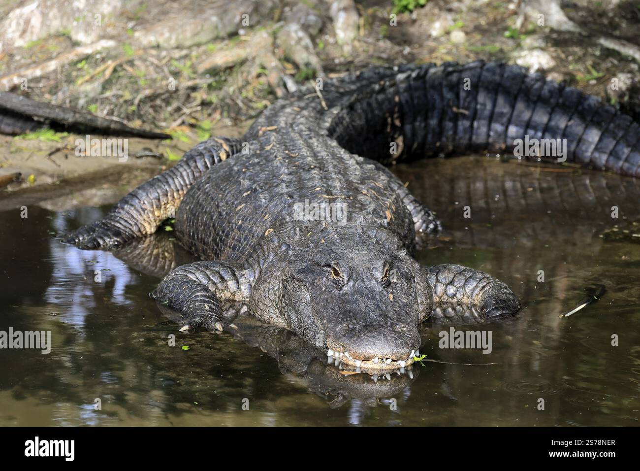 Mississippi Alligator (Alligator mississippiensis), pike alligator ...