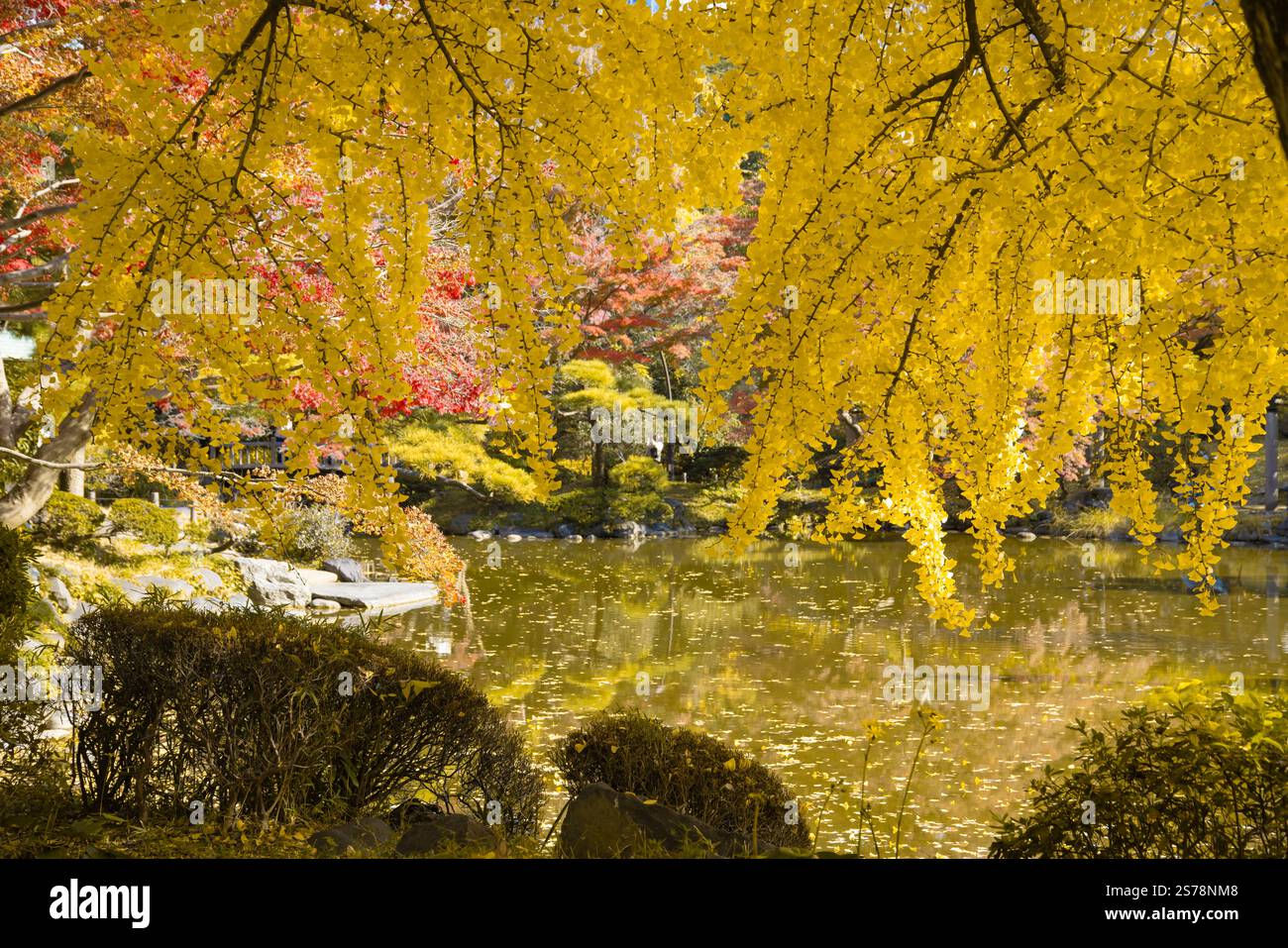 A yellow gingko tree near the pond at Hibiya park in Tokyo Stock Photo - Alamy
