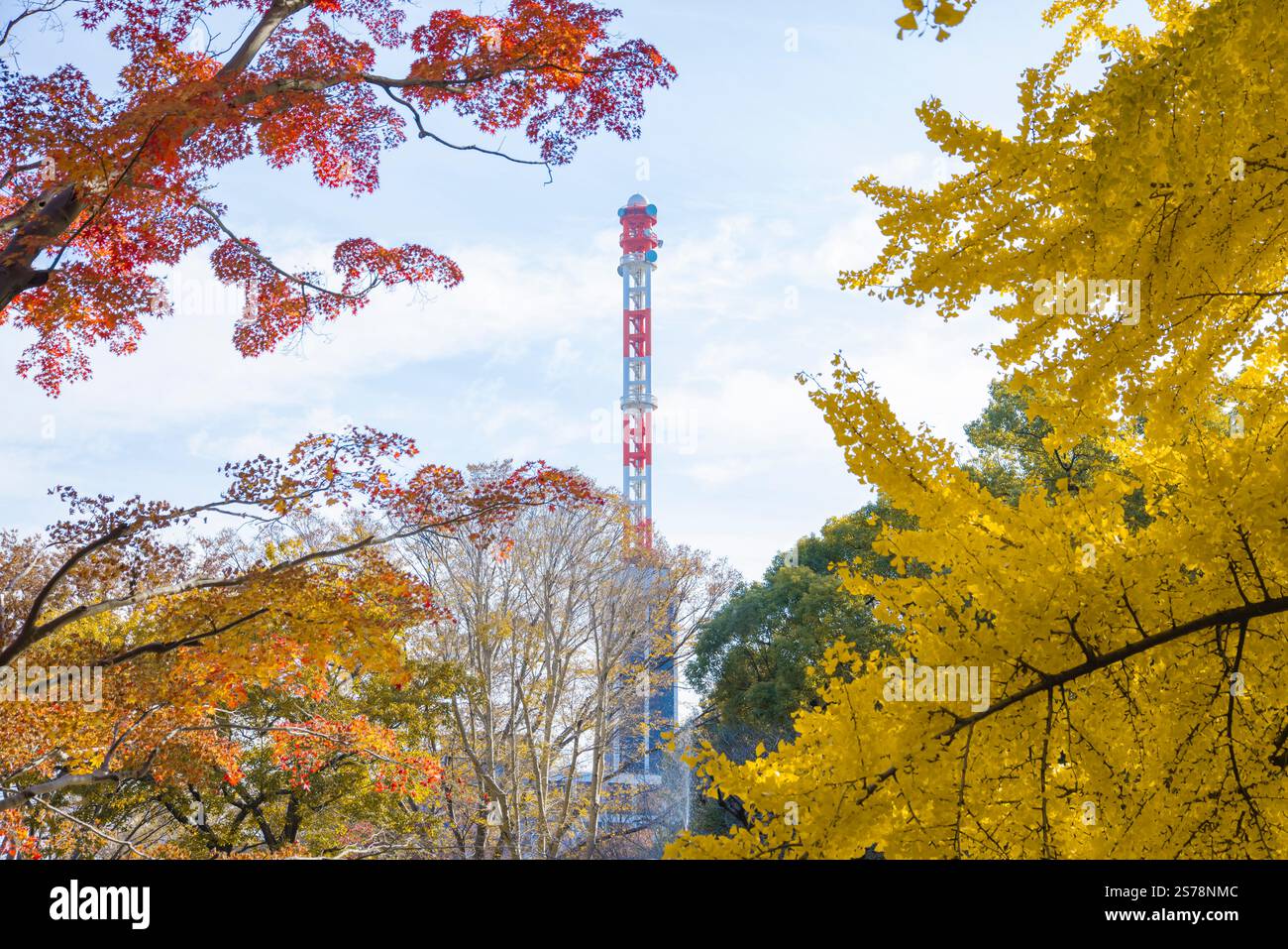 A yellow gingko tree and red maple tree with tower at Hibiya park in Tokyo Stock Photo - Alamy