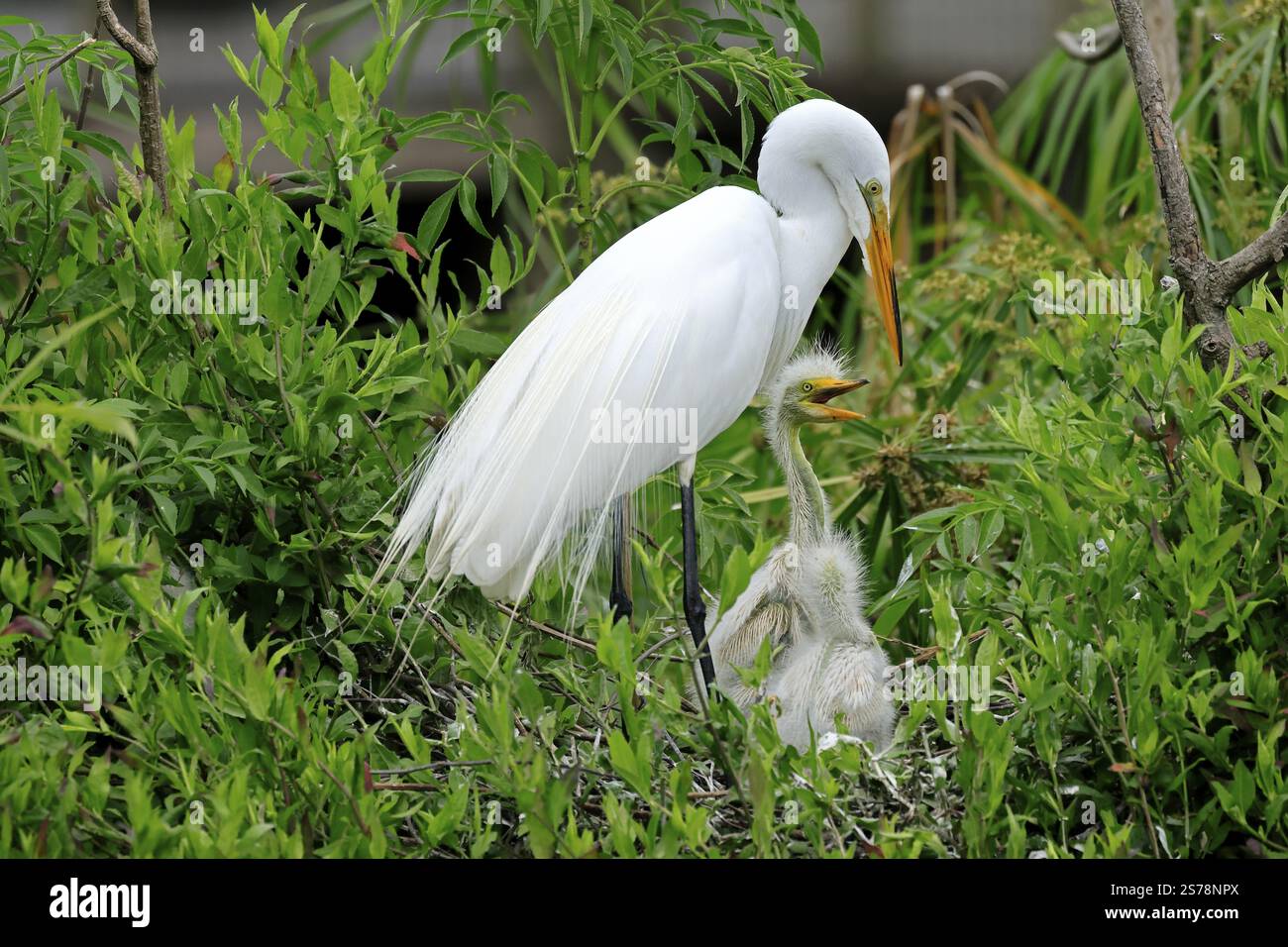 Great Egret (Ardea alba), adult, with young, feeding, nest, chicks ...