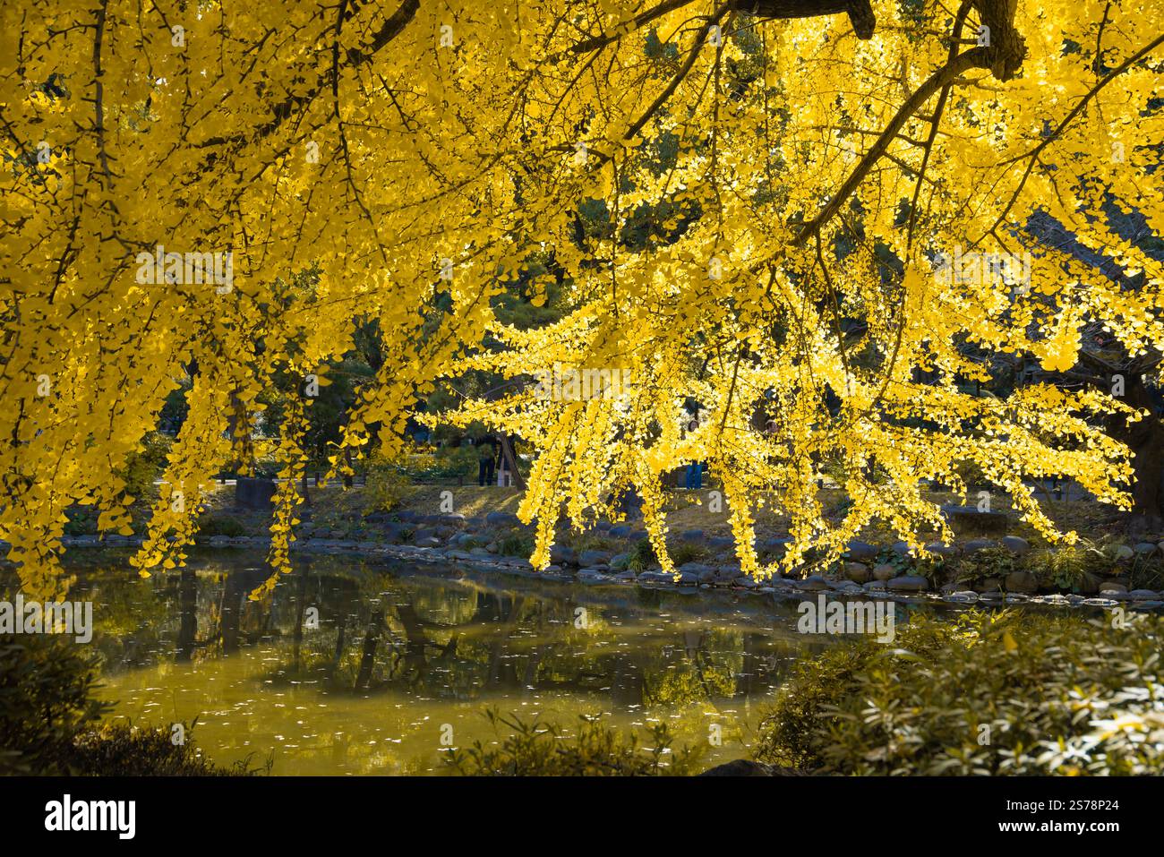 A yellow gingko tree near the pond at Hibiya park in Tokyo Stock Photo - Alamy