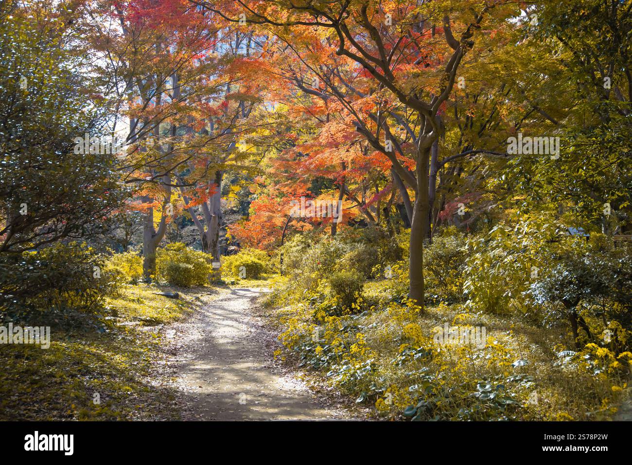 A yellow gingko tree and red maple tree at Hibiya park in Tokyo Stock Photo - Alamy